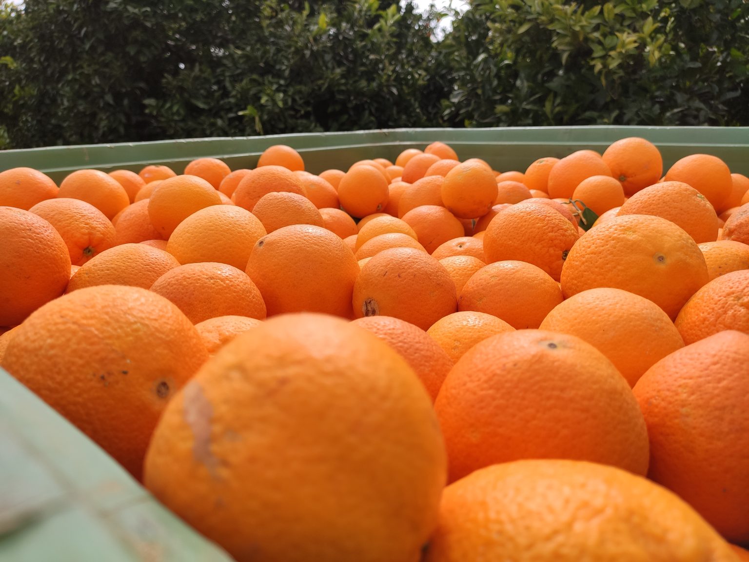 Jus d'orange Pressé Frais Bienfaits et Vertus sur la Santé | Frutéate®